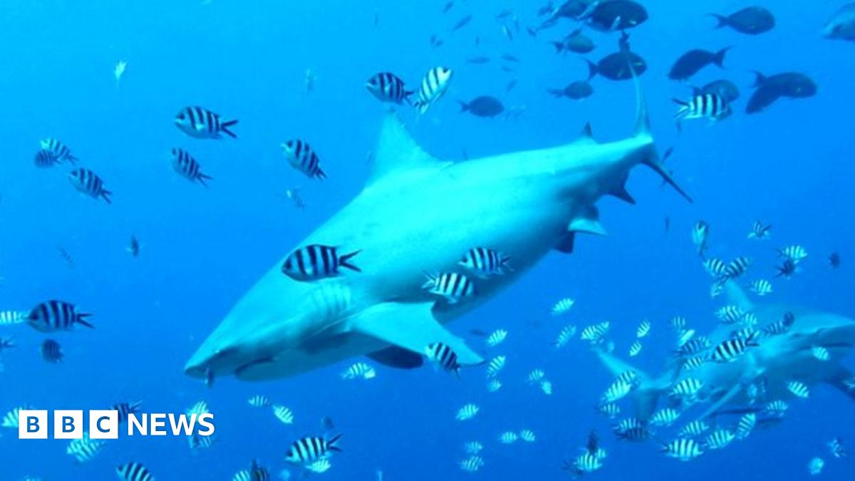 Can science stop sharks attacking humans? - BBC News