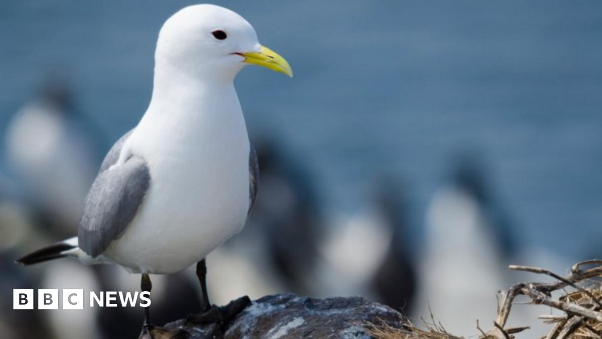 RSPB Scotland calls for urgent action on climate change - BBC News