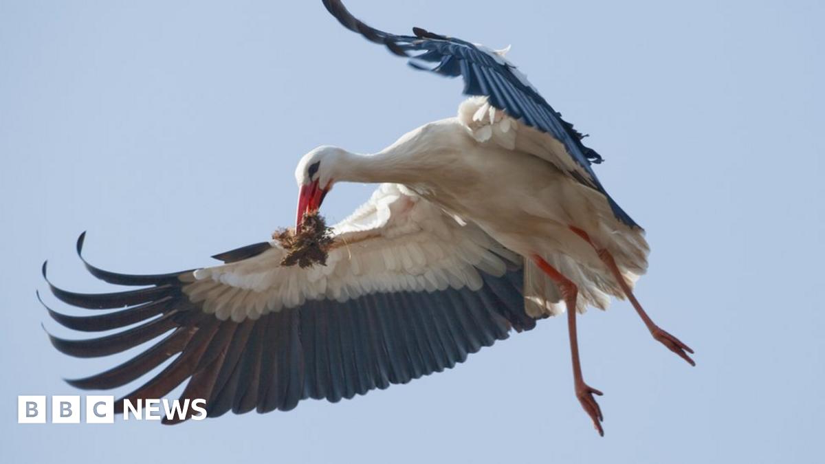 Thrigby Hall nesting storks may end 600-year wait - BBC News