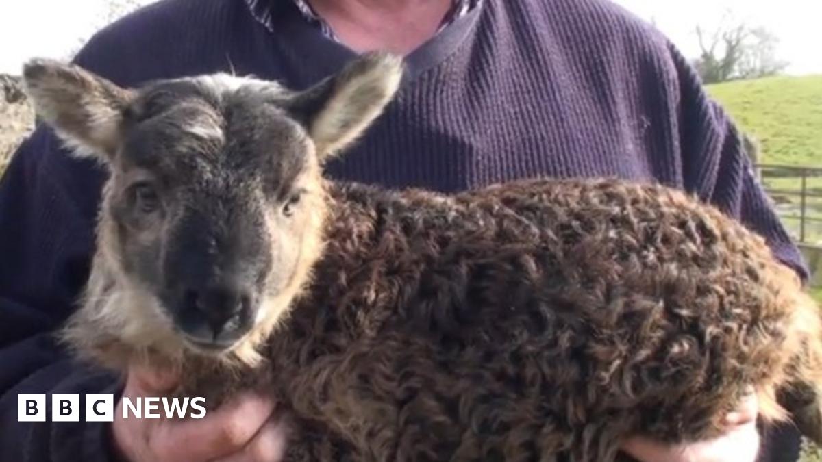 Geep: Rare 'goat-sheep' born on Irish farm - BBC News