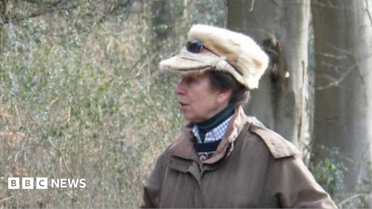Princess Anne: Gassing badgers is most humane way to cull - BBC News