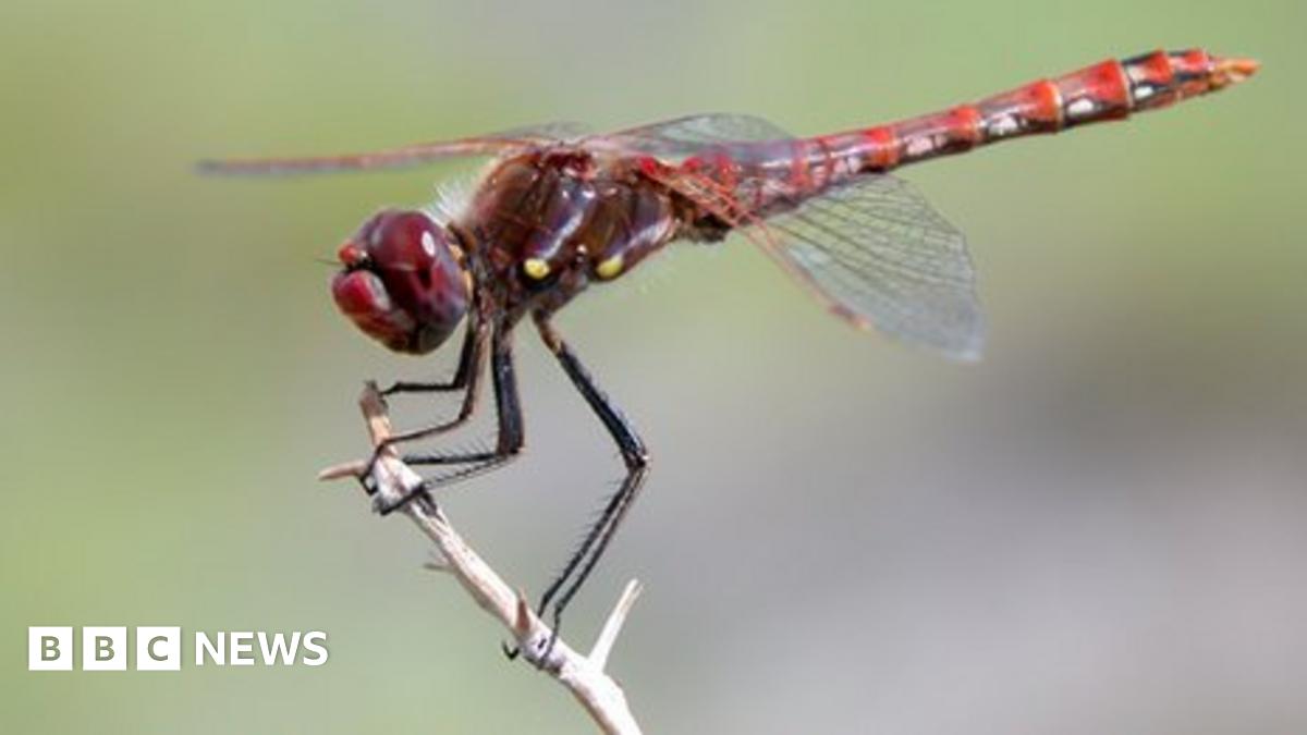 Wiltshire dragonfly numbers 'may fall after floods' - BBC News