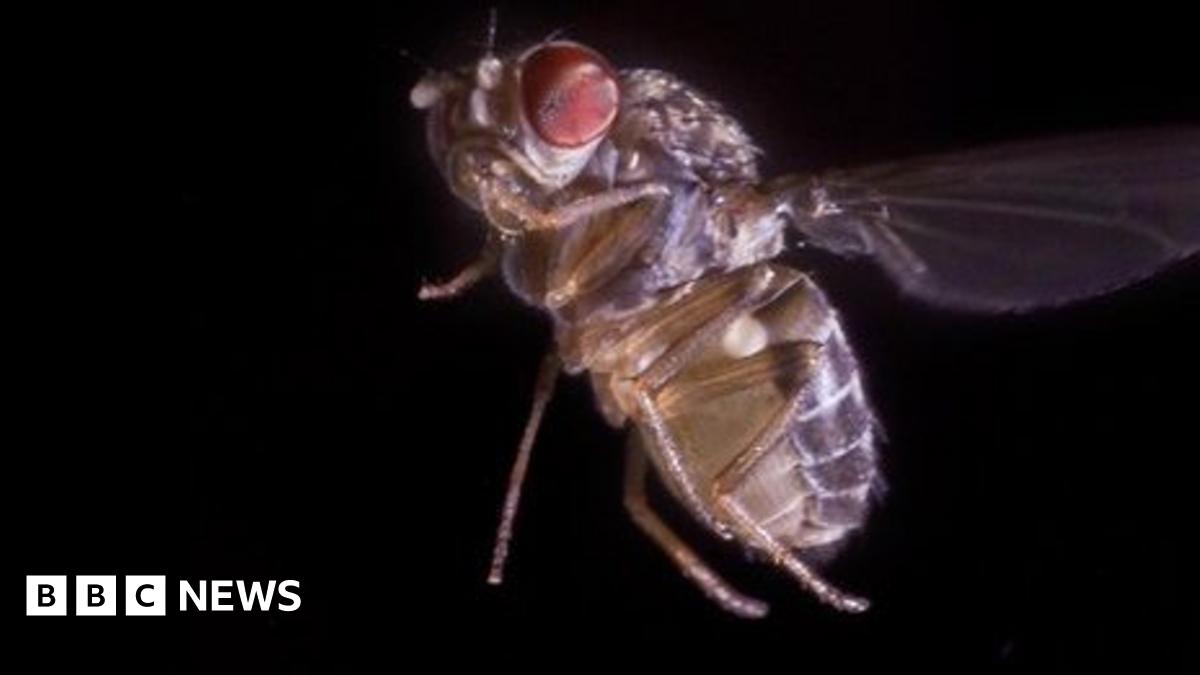 Flies can manoeuvre like fighter jets - BBC News