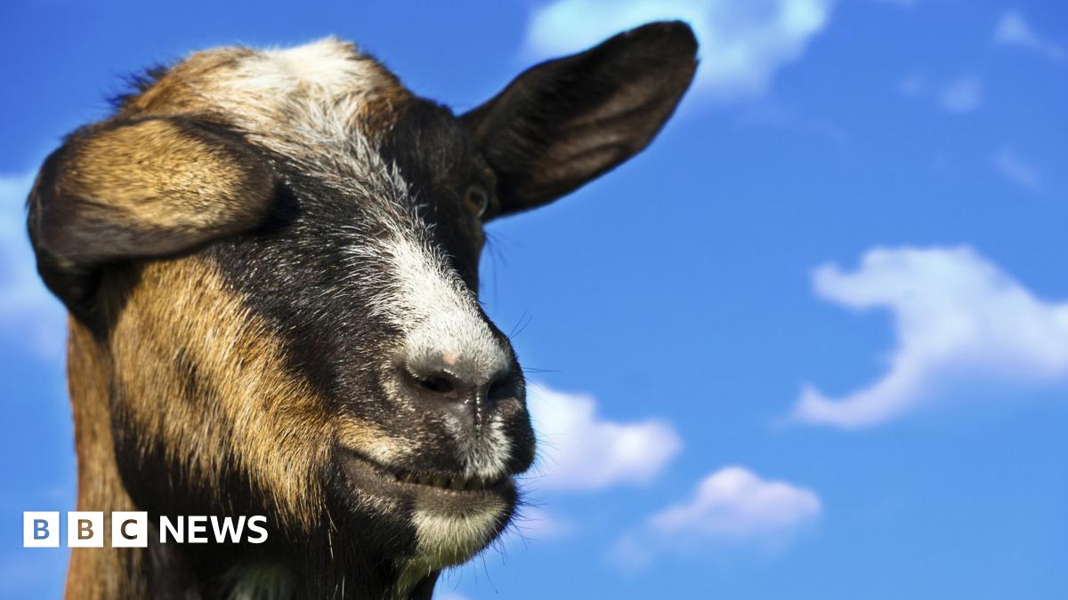 The internet's great goat obsession - BBC News
