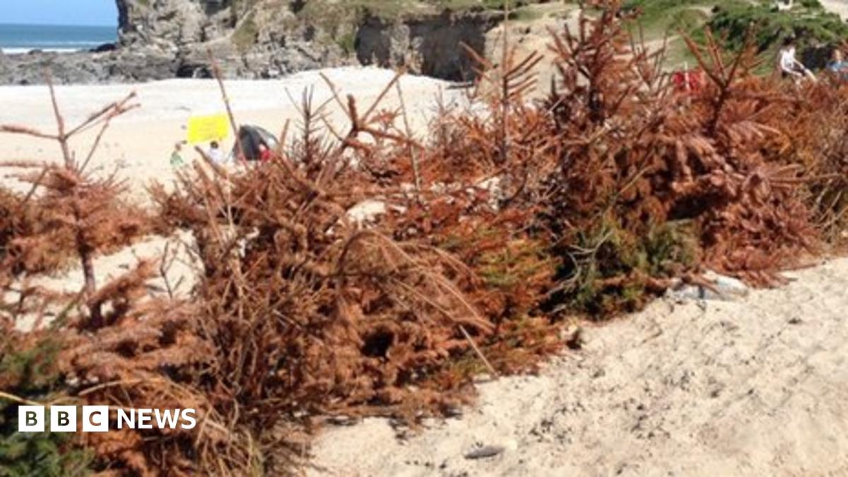 Row over dead Christmas trees beach 'eyesore' - BBC News