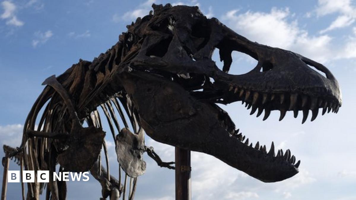 How to move a T-Rex dinosaur across the US - BBC News