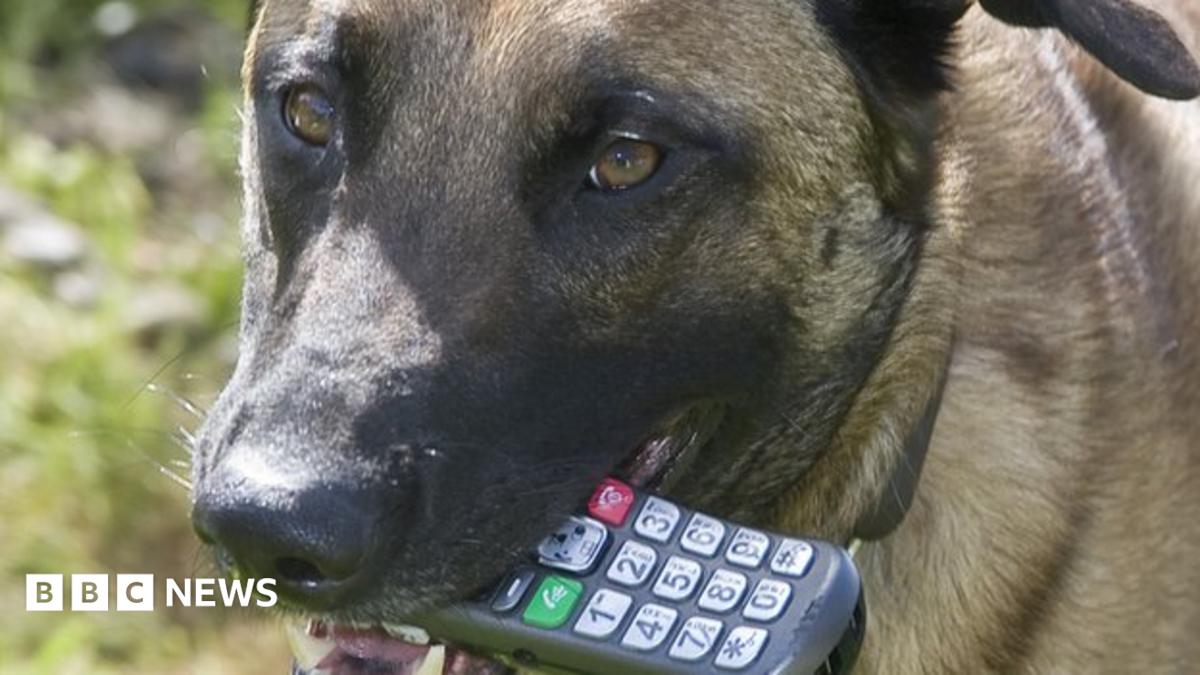 Dog calls Thames Valley Police after dialling 999 and 'breathing ...