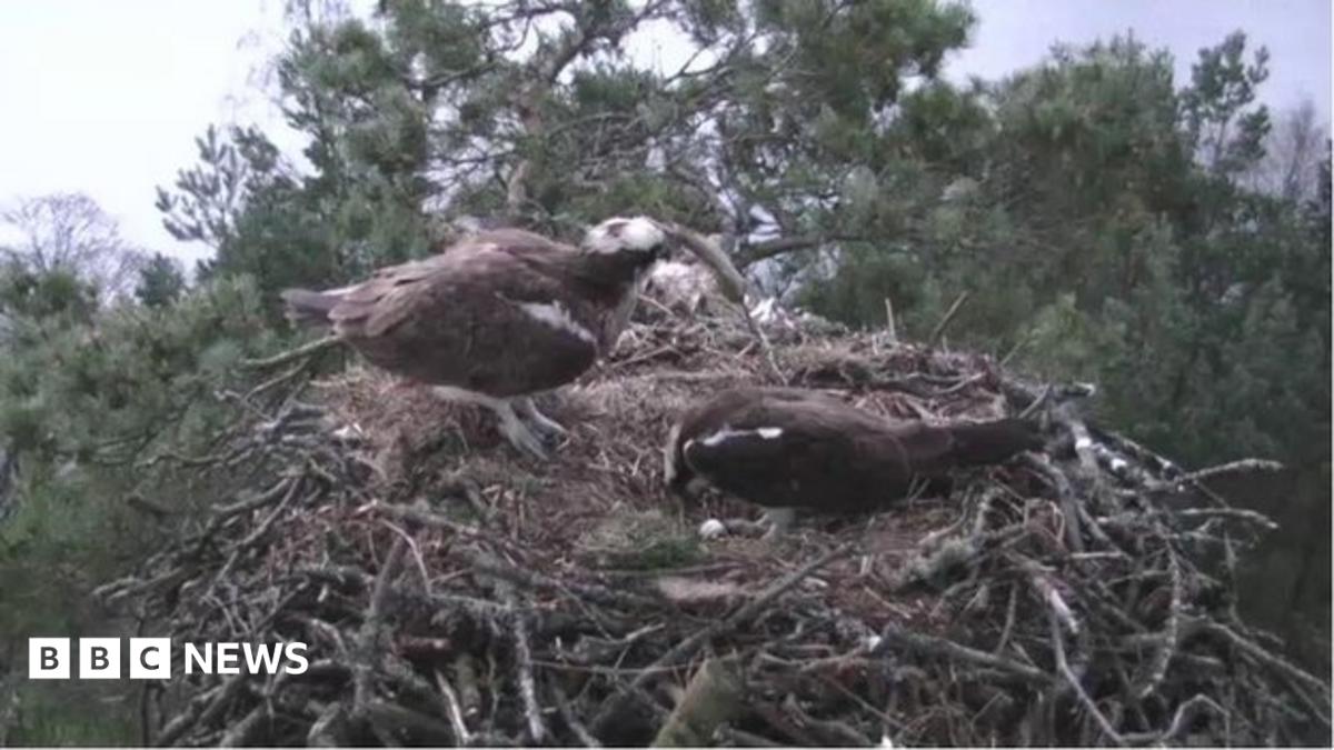 Police called to reserve after osprey scared off nest - BBC News