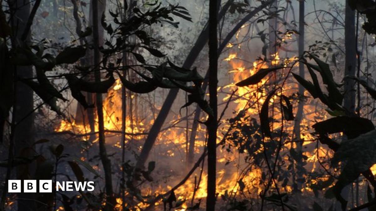 Amazon trees vulnerable to fire and climate combination - BBC News