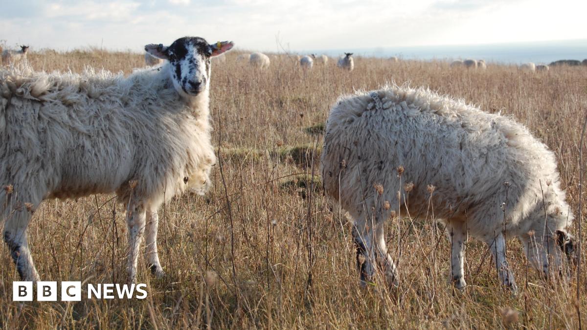 Motorbikes on South Downs 'scare sheep to death' - BBC News