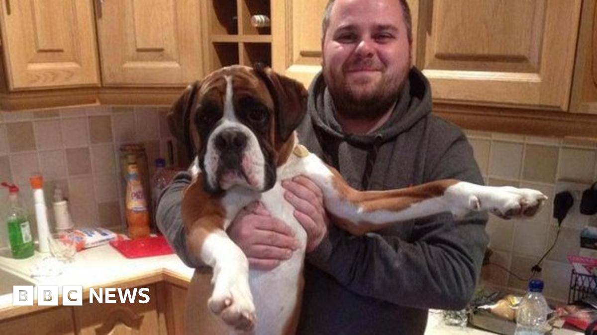 Boxer dog Murphy found after £1,000 helicopter search - BBC News