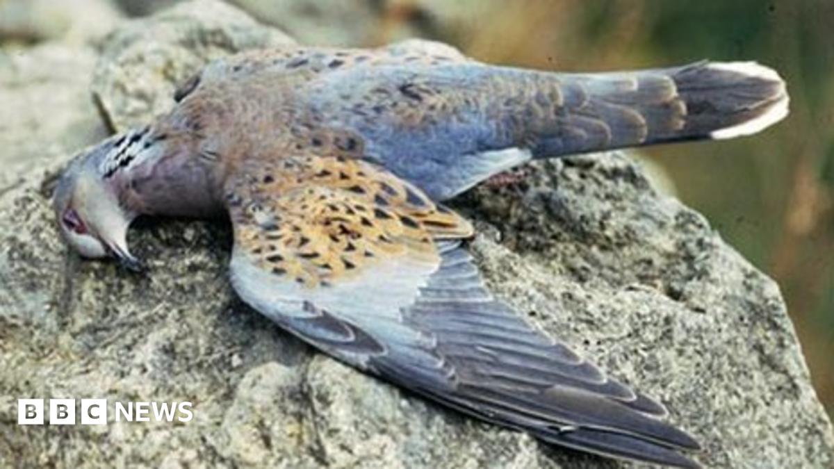 Malta criticised for mass shooting of migratory birds - BBC News