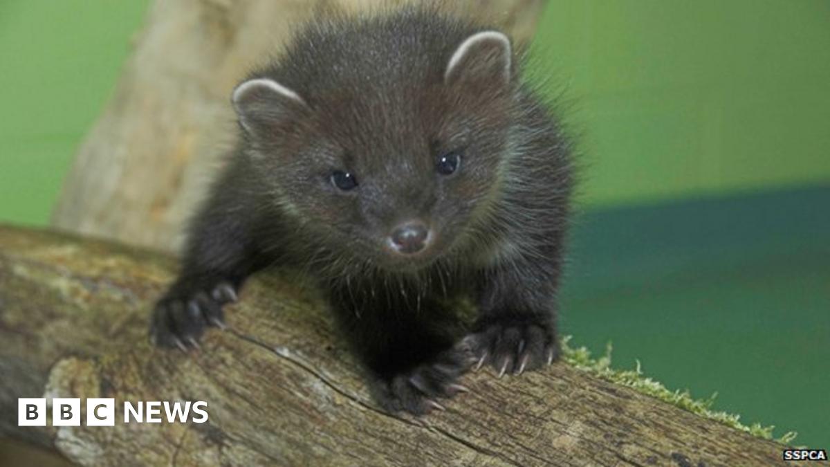 Thousands of animals rescued by new wildlife centre - BBC News