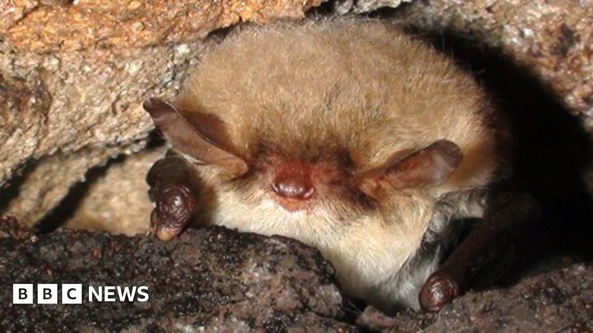 Bat faeces 'shower' hits Norfolk Holme Hale parishioners - BBC News