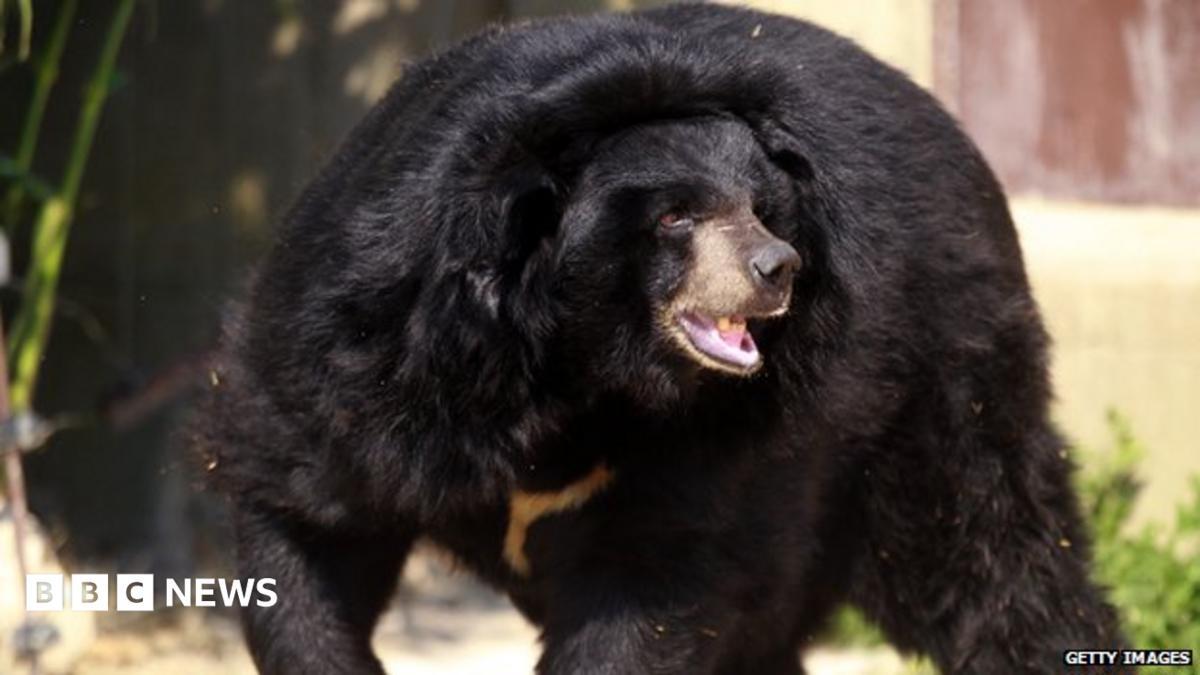 Jail for eaters of endangered wild animals in China - BBC News