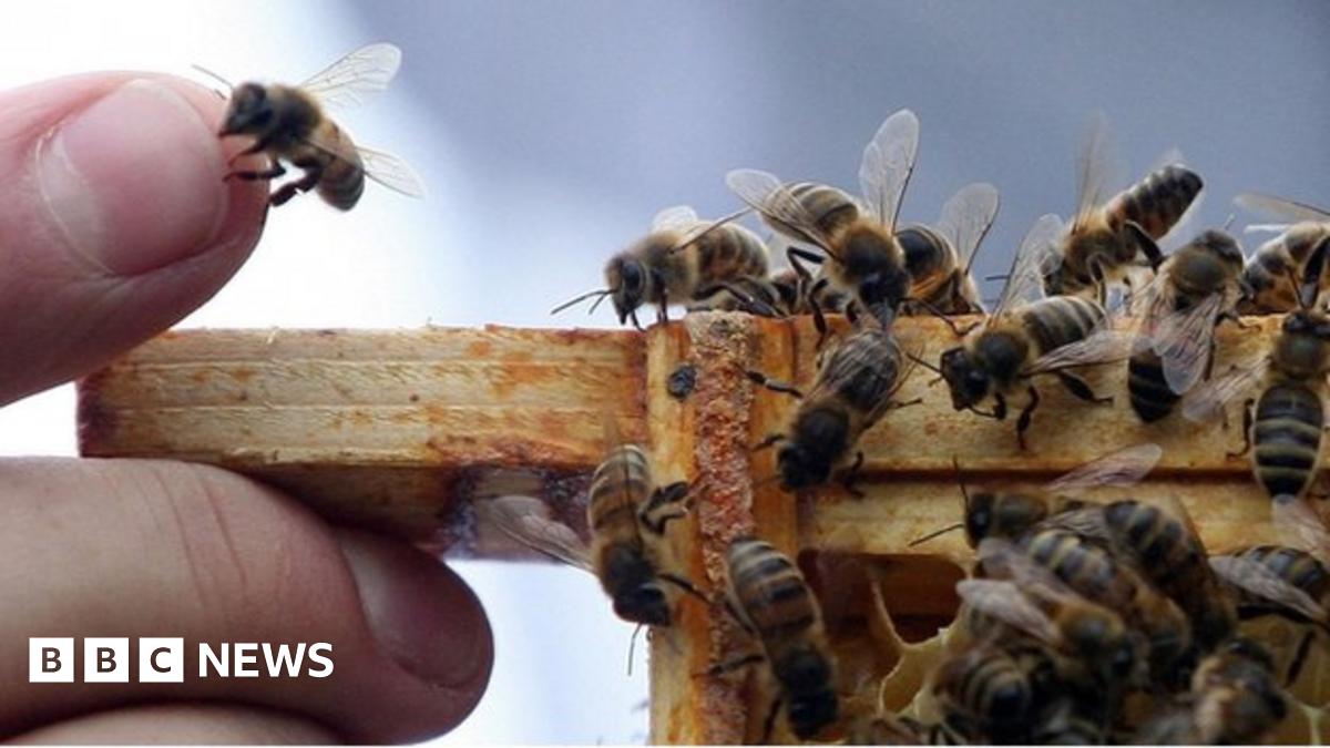 Police probe second theft of thousands of bees in Tayside - BBC News