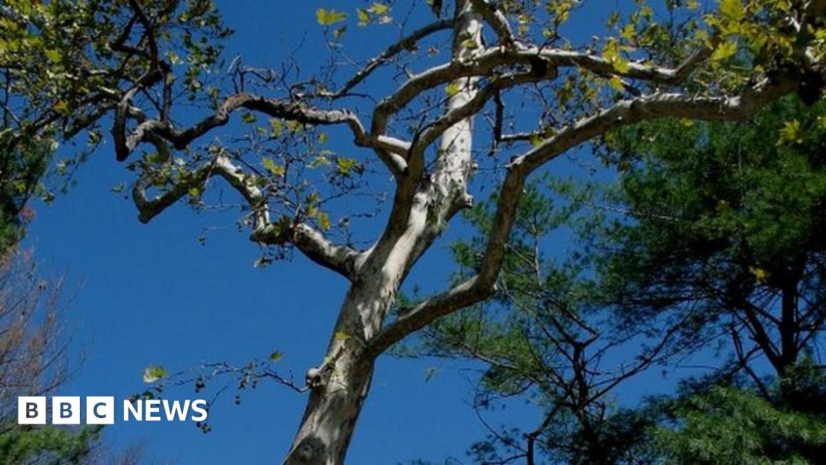 DNA fingerprint for Hippocrates' legendary tree - BBC News