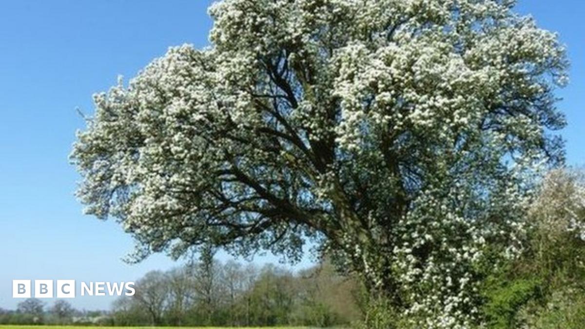 DNA taken of ancient HS2 route tree - BBC News