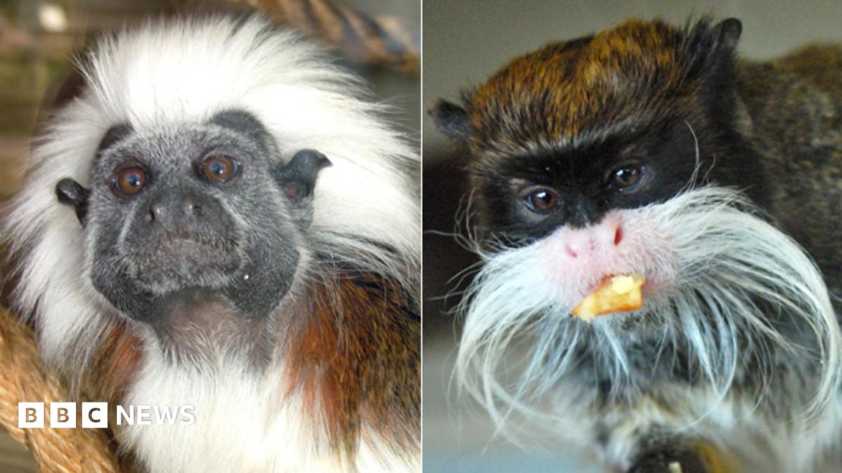 Blackpool Zoo stolen monkeys: Four found but baby still missing - BBC News