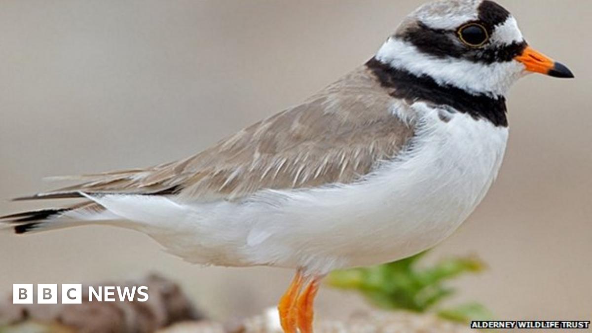 Alderney campaign to protect ringed plover birds - BBC News