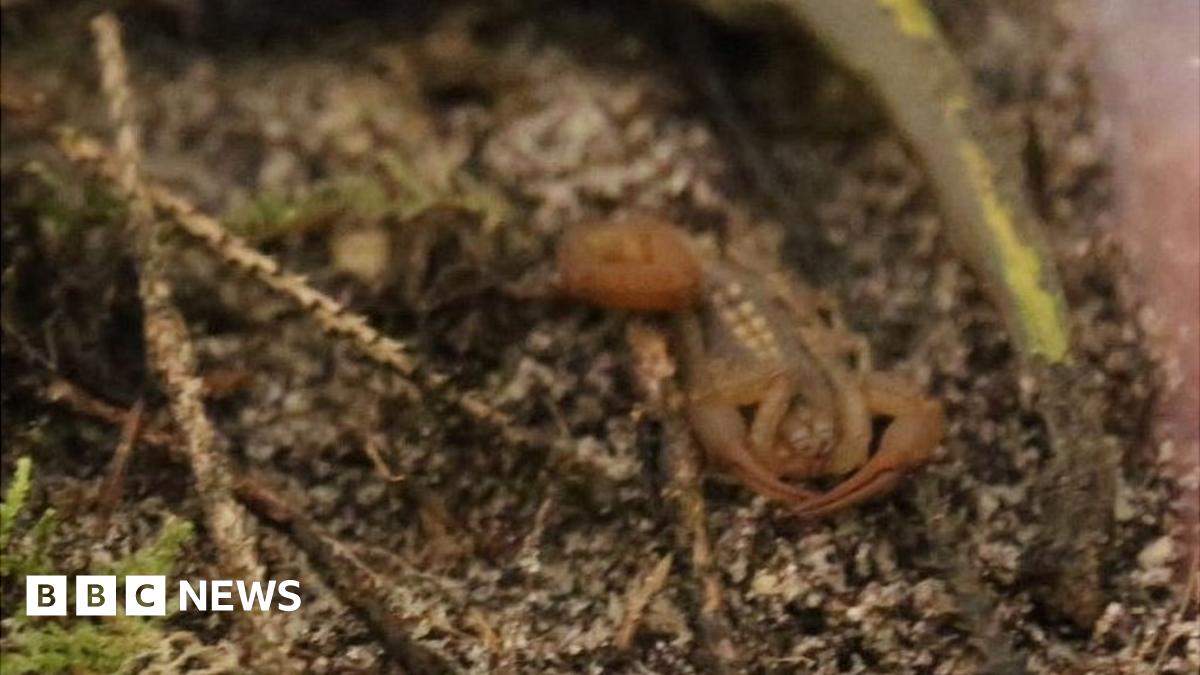 Scorpion discovered on London Underground passenger - BBC News
