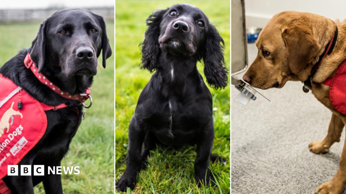 The dogs that smell breath to monitor diabetes - BBC News