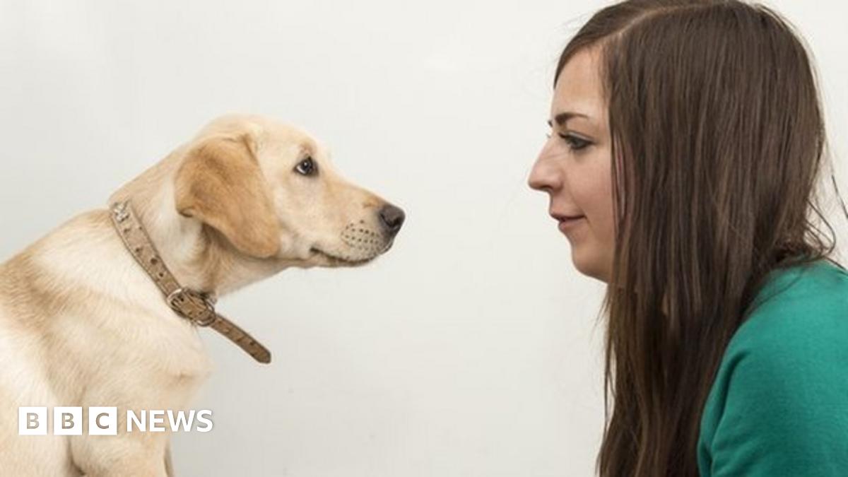 Dogs help Edinburgh Napier University to interview potential students ...