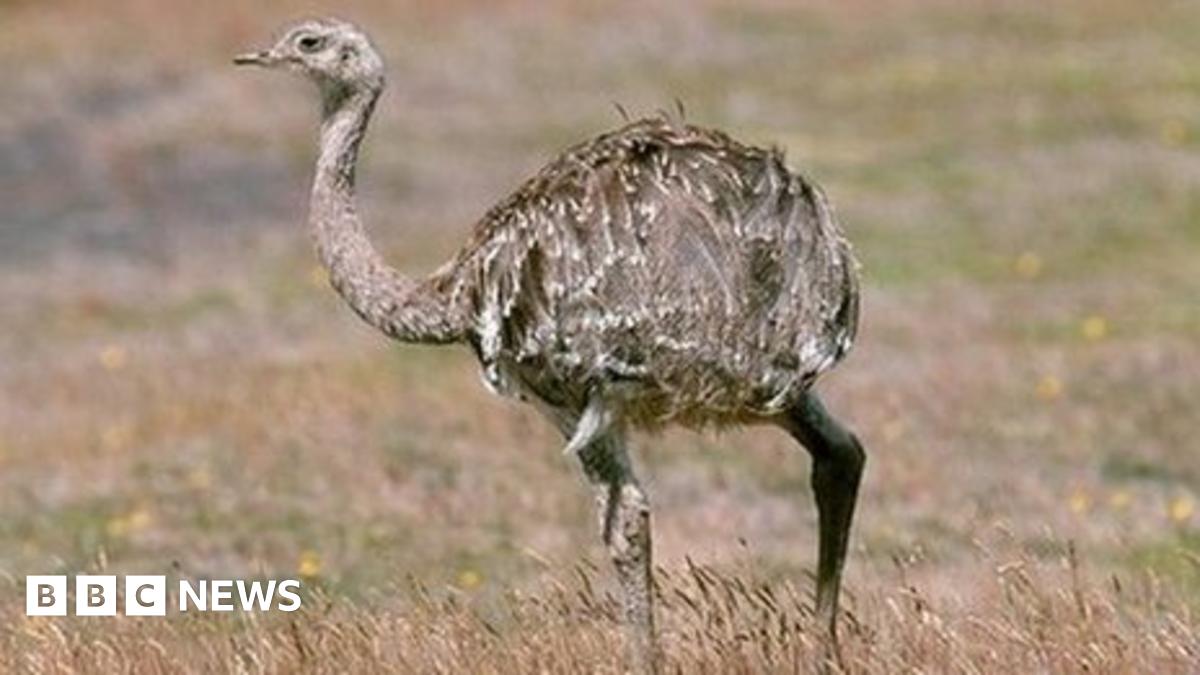Hertfordshire escaped rhea shot by gamekeeper - BBC News