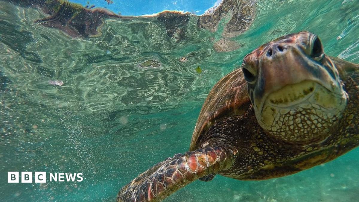 Turtle migration driven by hatchling drift experience - BBC News
