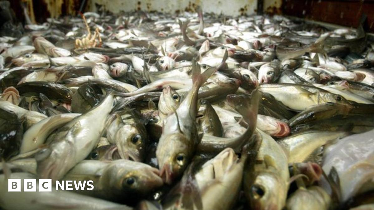 Ban on discarding healthy fish could harm wildlife, say academics - BBC ...