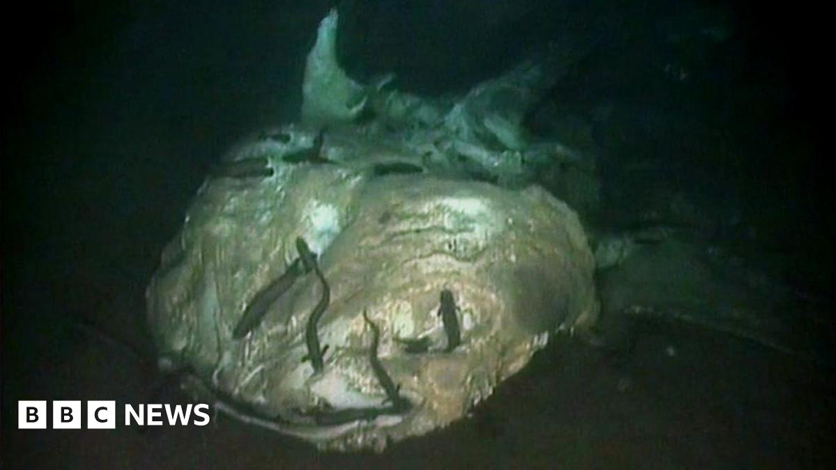 Deep-sea 'graveyard' reveals fate of dead ocean giants - BBC News