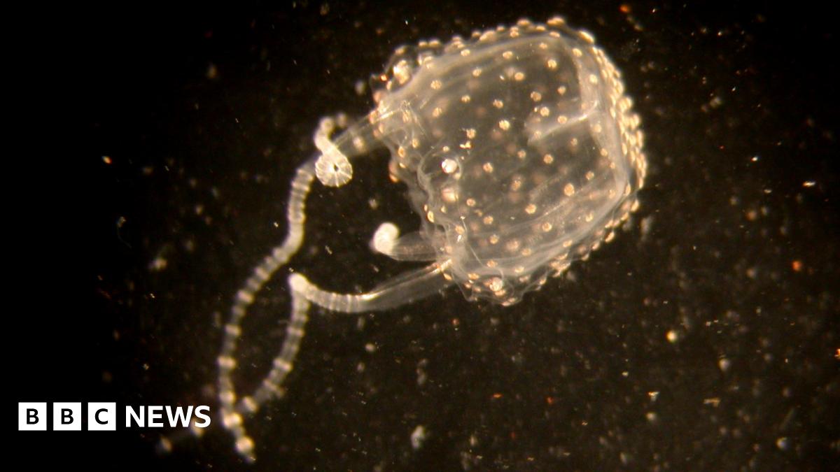 Forecast possible for Irukandji box jellyfish blooms - BBC News