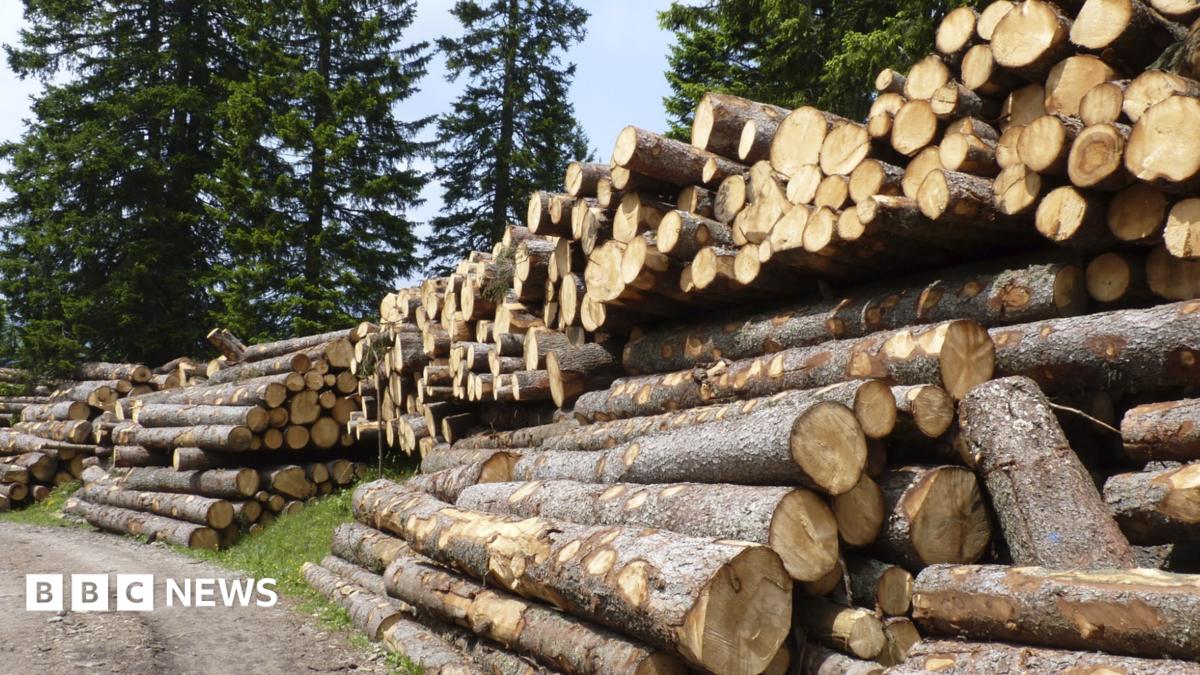 Forestry firm Scottish Woodlands reports strong sales - BBC News