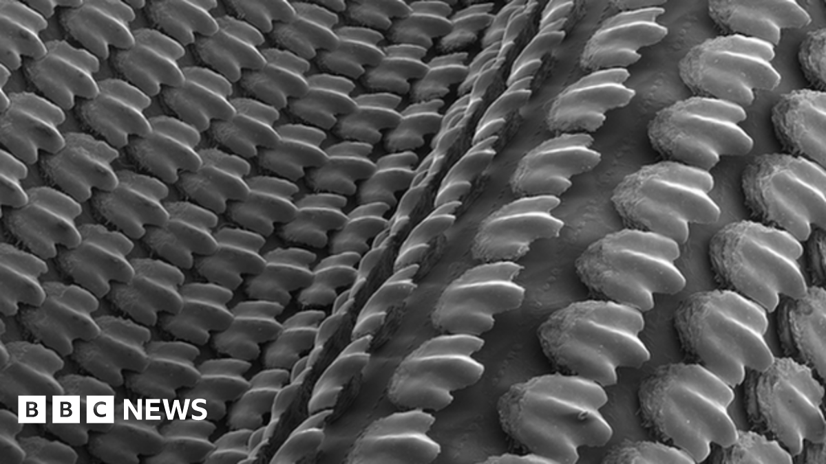 3D printing reveals the power of shark skin - BBC News