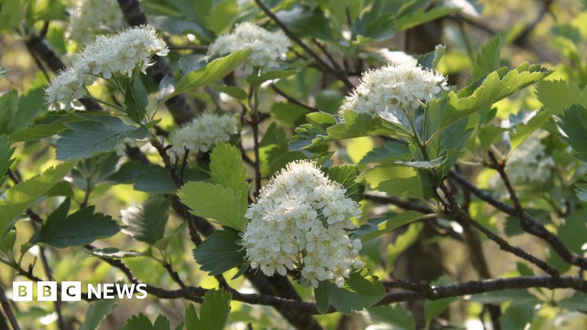 Rare trees planted to honour man who discovered them - BBC News