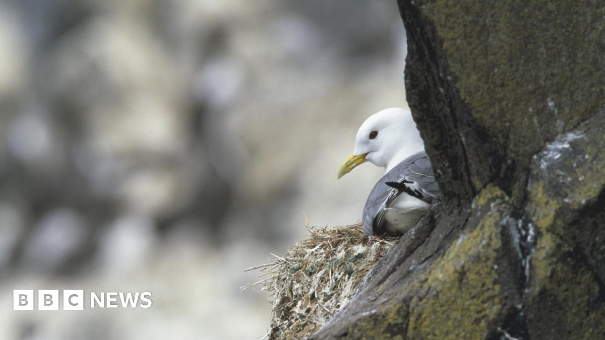 'Urgent action' needed to protect seabirds, say RSPB Scotland - BBC News