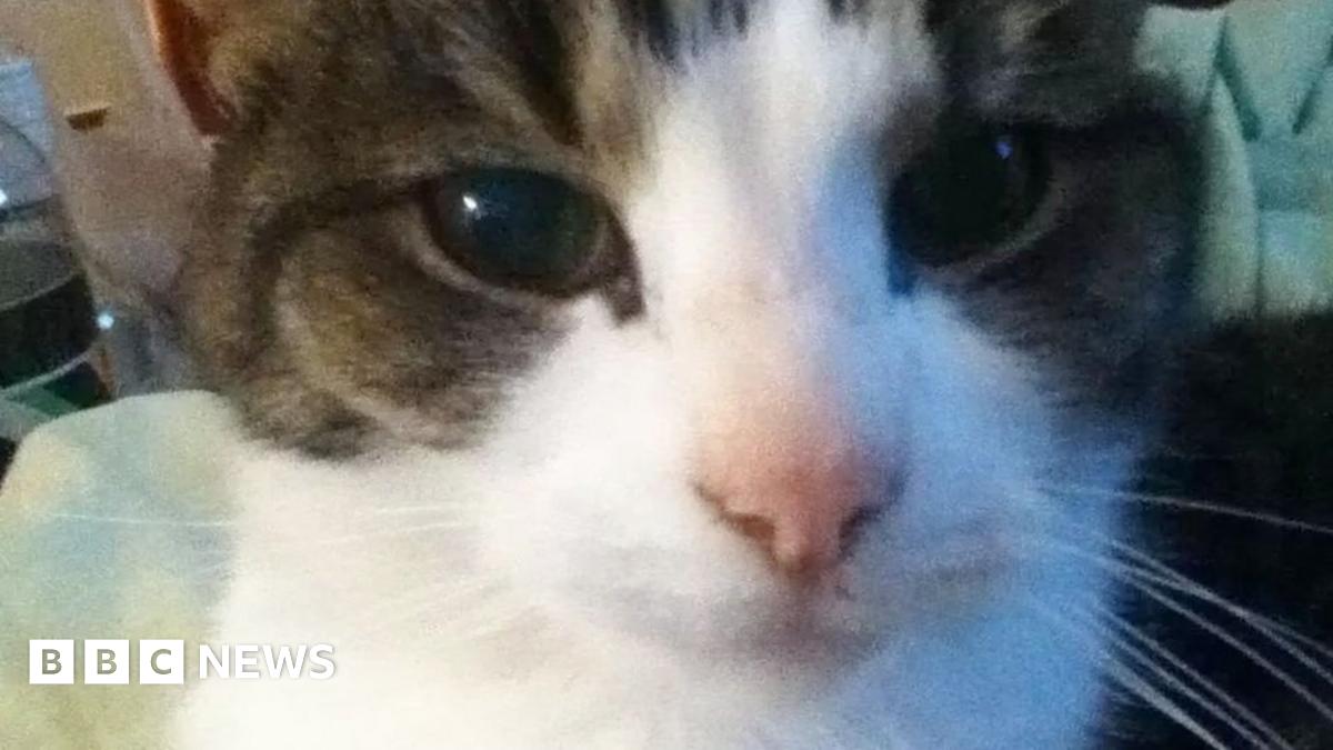 Seventh cat poisoned with antifreeze in Culloden - BBC News