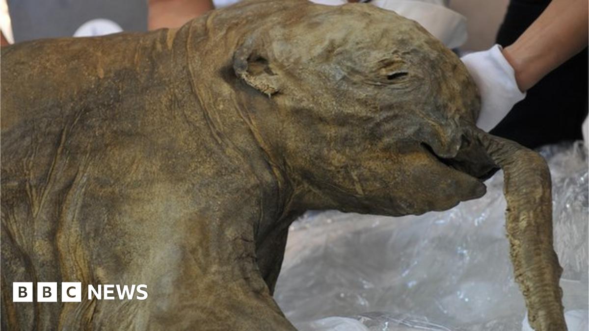 Baby mammoth goes on display in UK - BBC News