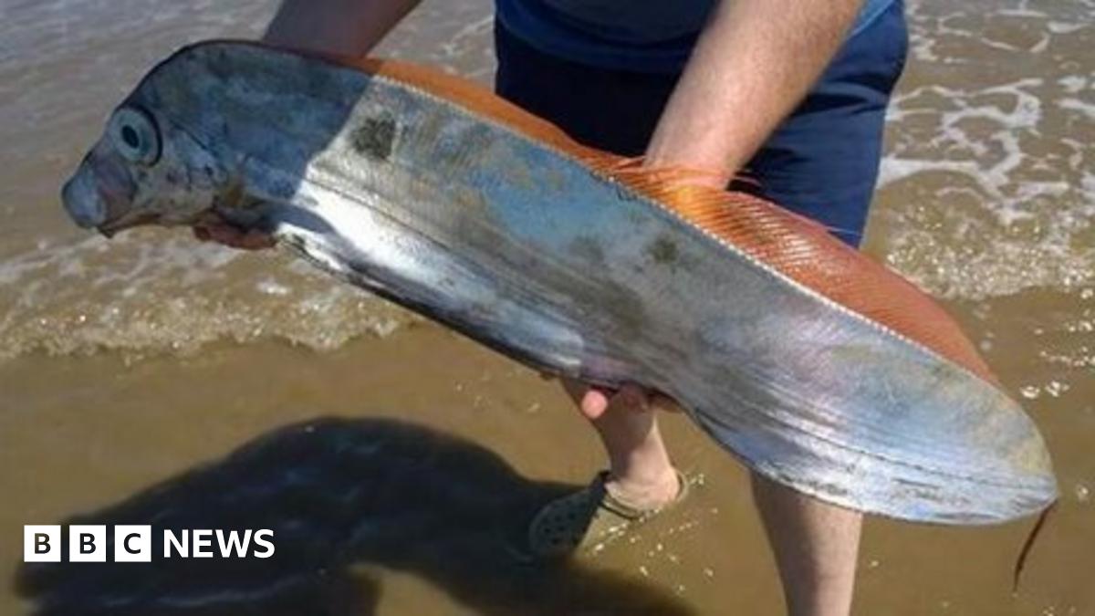 Deal or no deal? Rare fish found at Hornsea - BBC News