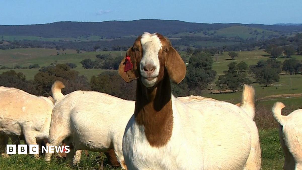 Australia herds profits from feral goat meat - BBC News