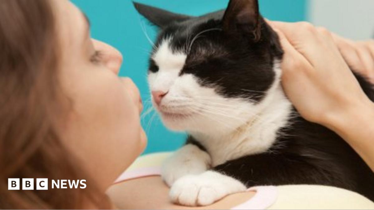 MRSA: Hospital superbug 'shared with pets' - BBC News