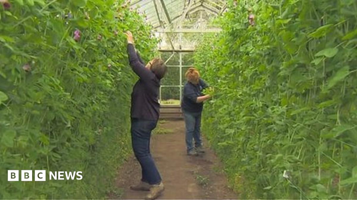 Robinson sisters on vegetables, Chelsea and changing trends - BBC News