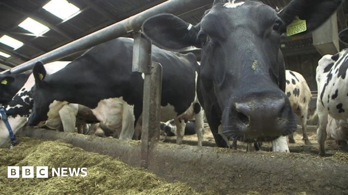 Botulism outbreak kills cattle at Carmarthenshire farm - BBC News