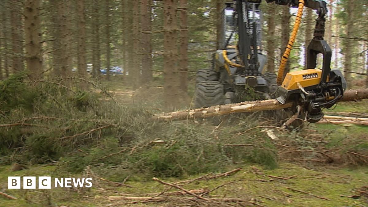 Scotland's timber industry warns of forest slump - BBC News