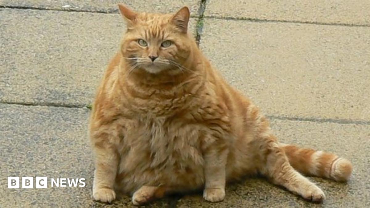 Chunky the fat Cornish cat in search for new home - BBC News