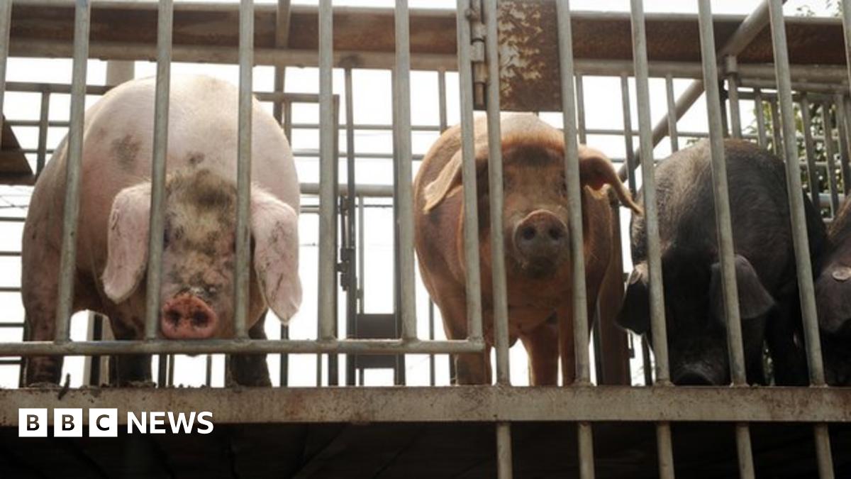 Concerns grow over farm drugs used like 'sweets' - BBC News