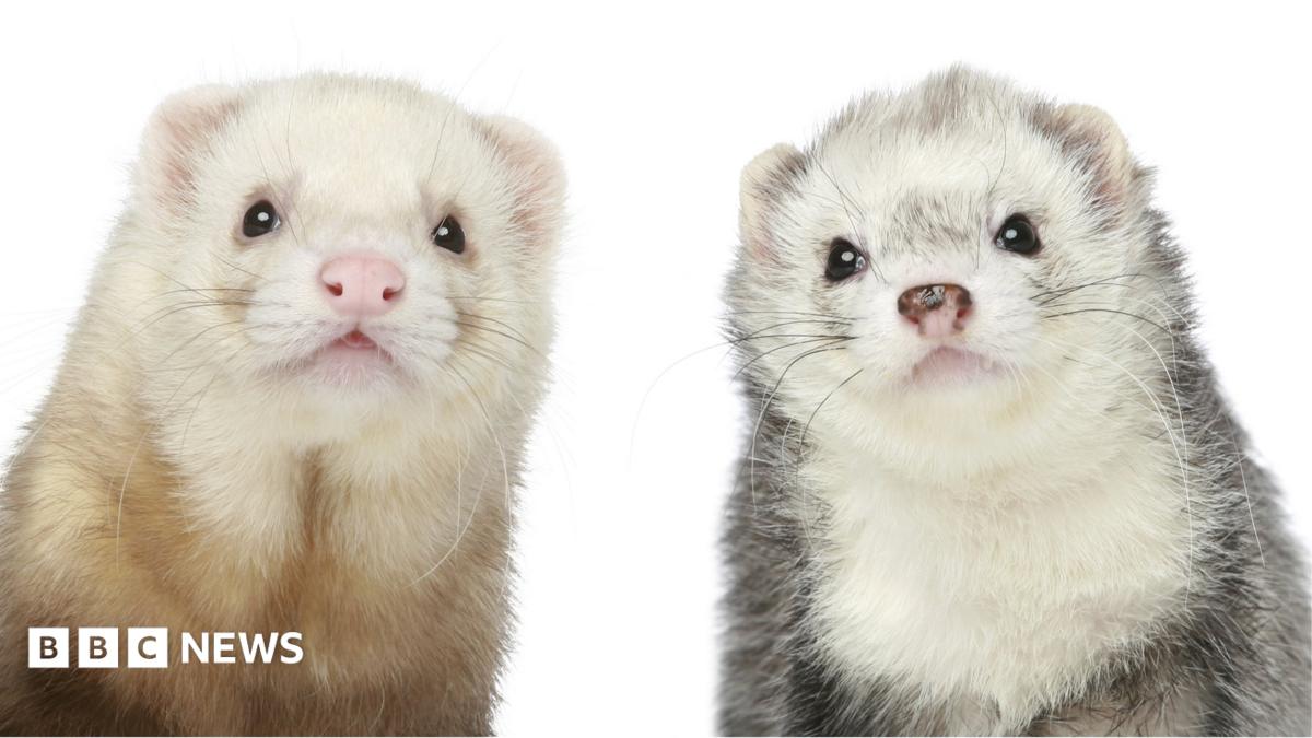 New York City votes to keep ferret ban - BBC News