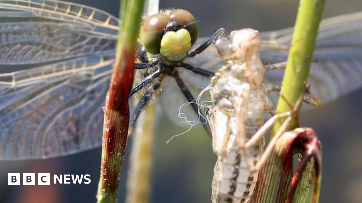 White-faced darter dragonfly reintroduced to Cheshire - BBC News