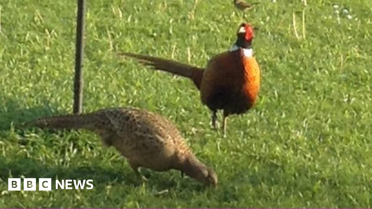 'Terrorist' pheasant farm tormenter 'tamed by love' - BBC News