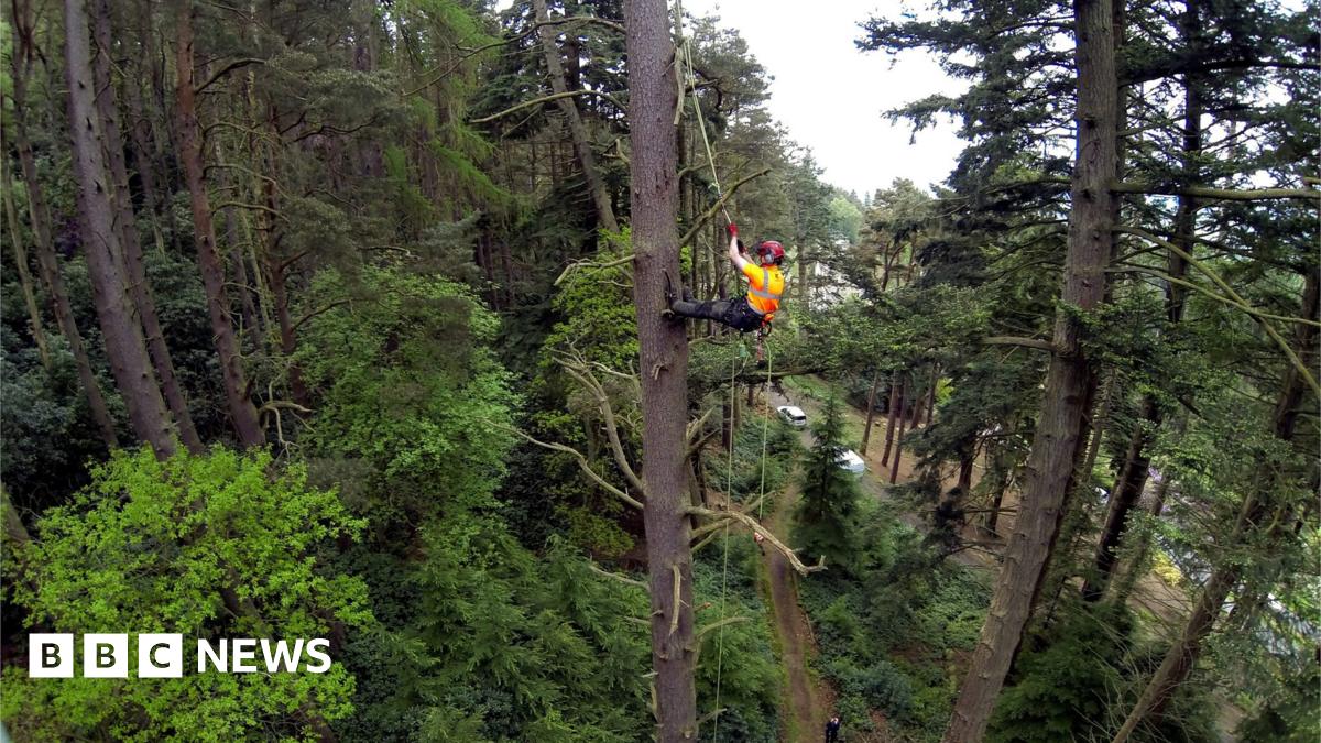 Cragside Scots pine tree is 'tallest of its kind' in UK - BBC News